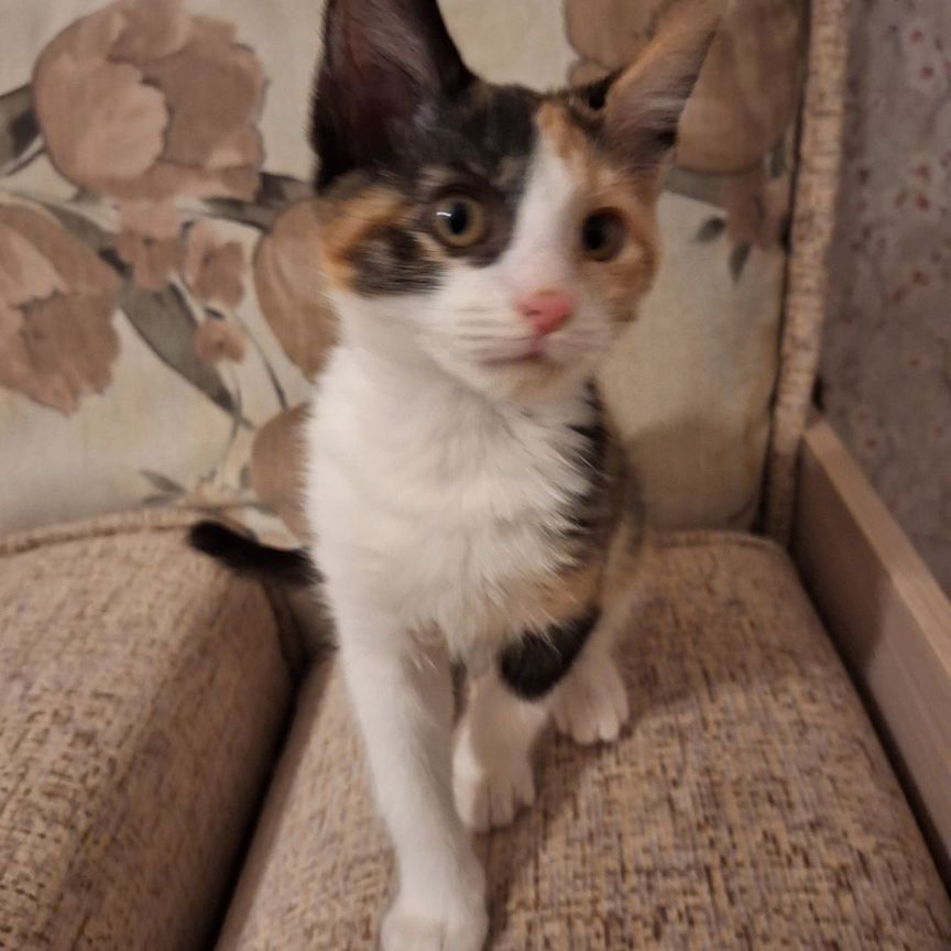 Уникальная чистокровная красавица Мейн-кунёнок