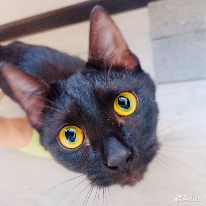 Кошка Мотя 9 мес., стeрилизованная