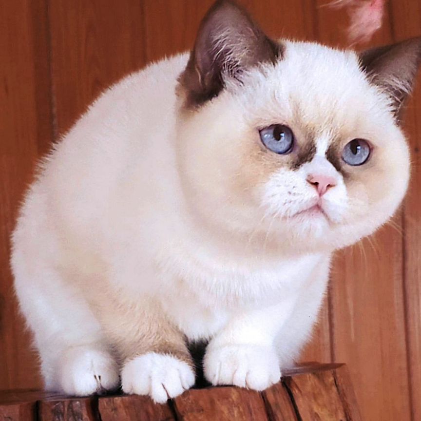 Британский короткошёрстный котёнок