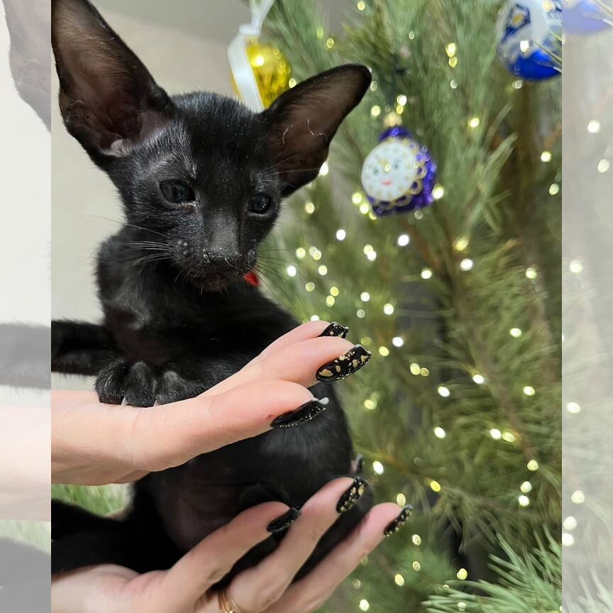 Ориентальный котёнок