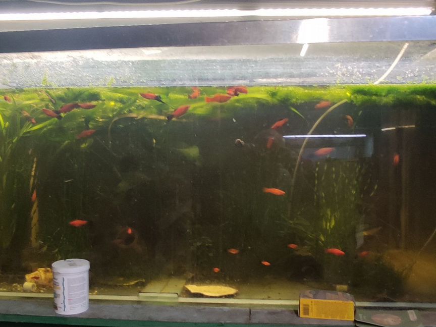 Аквариум с рыбками 900 литров