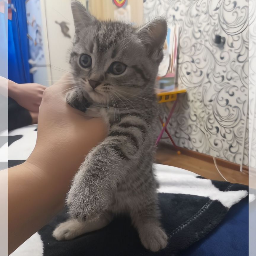 Шотландский прямоухий короткошёрстный котёнок