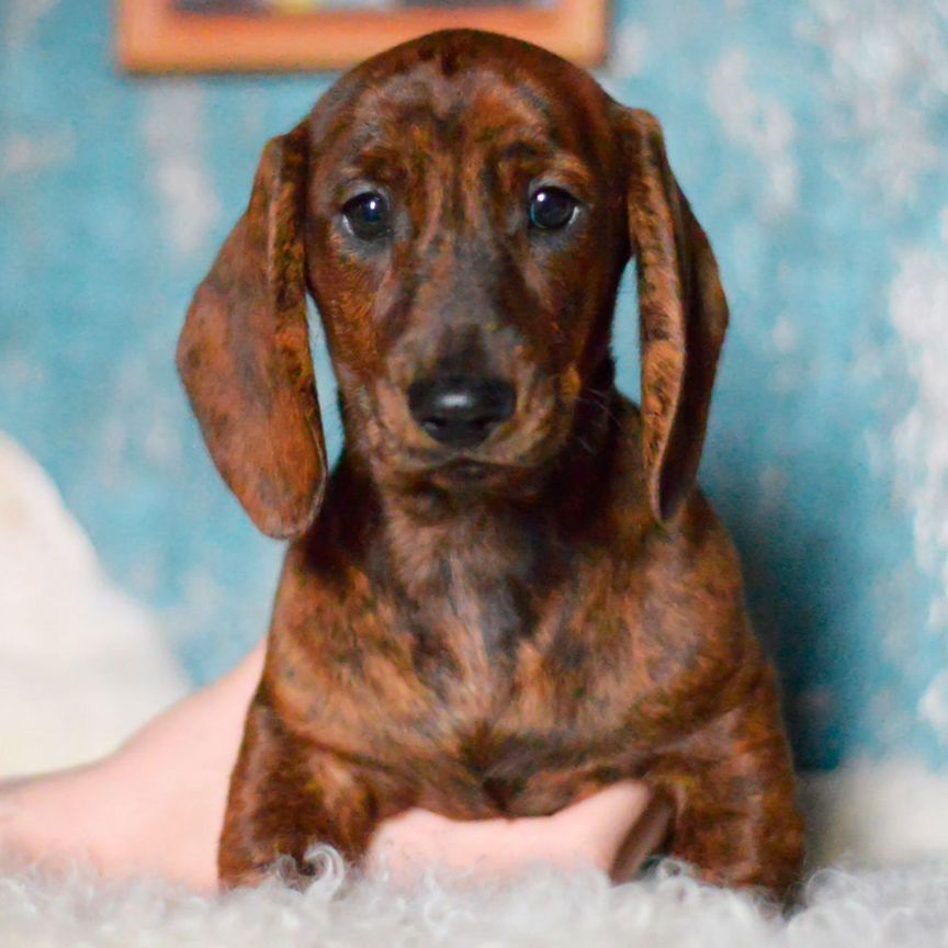 Такса, щенок