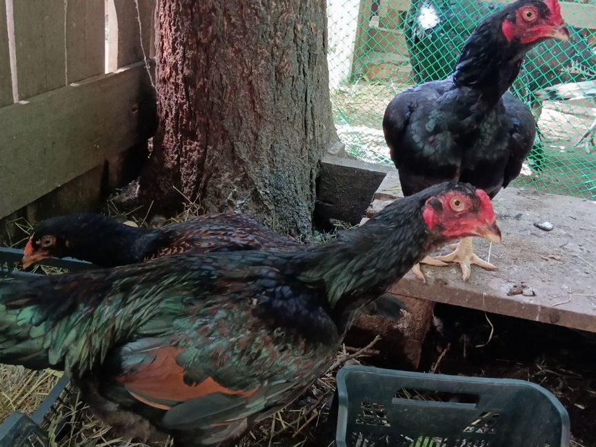 Петух корниш