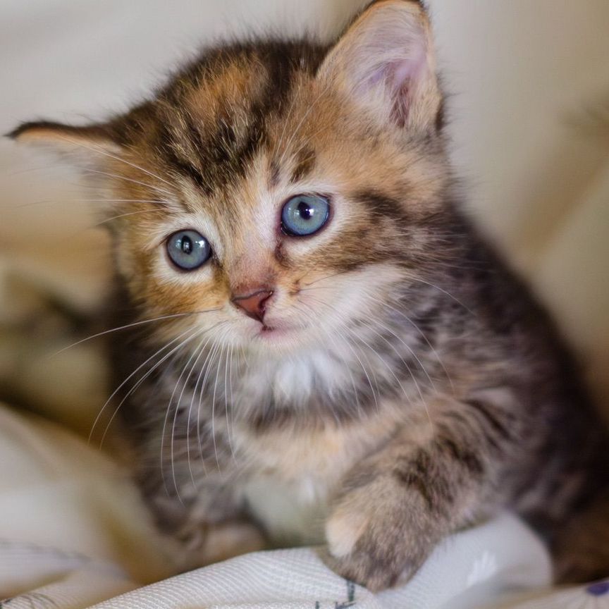 Котёнок в добрые руки