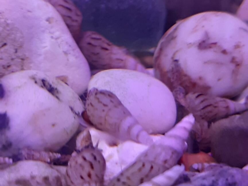 Улитки мелании