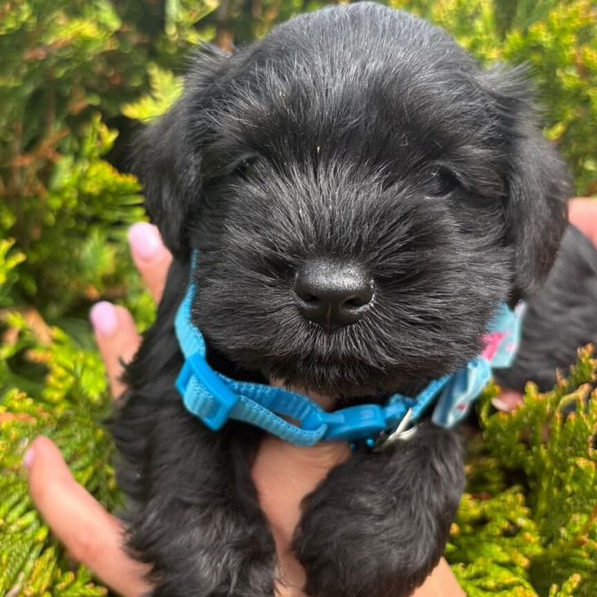 Цвергшнауцер, щенок