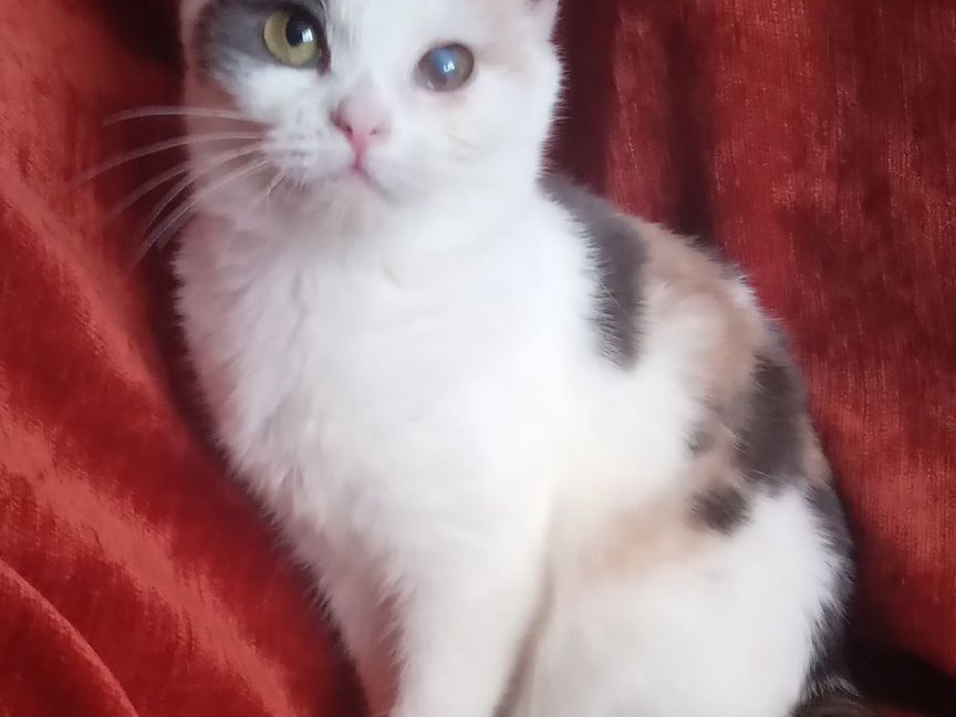 Трёхцветная кошечка шотландочка