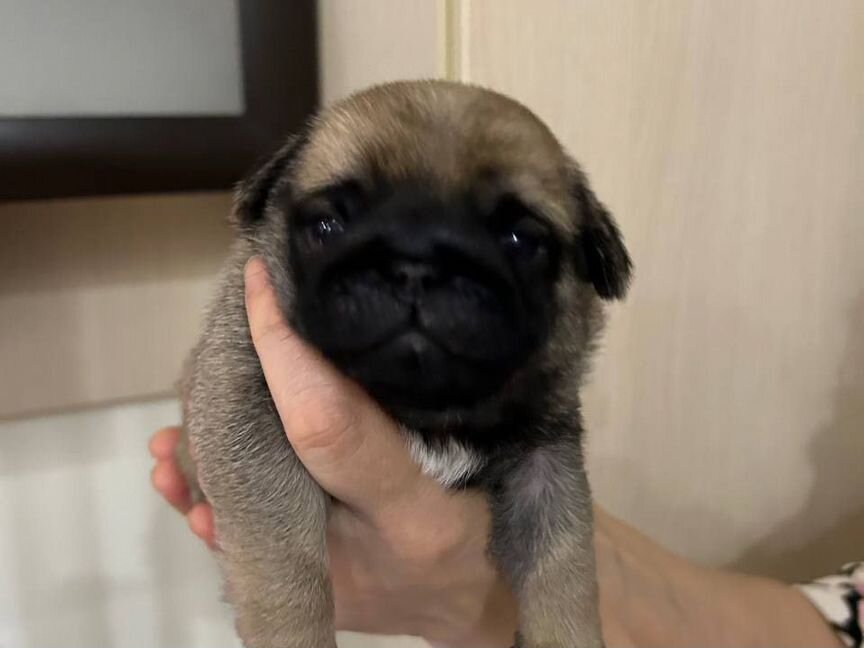 Щенки мопса