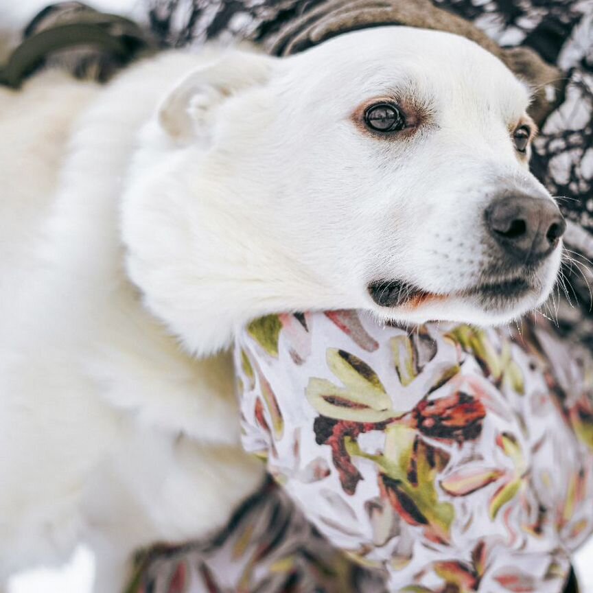 Взрослый пёс в добрые руки
