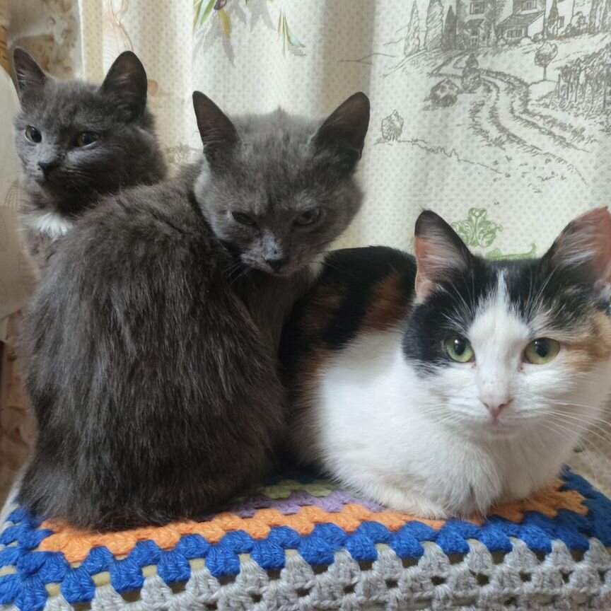 Котёнок в добрые руки