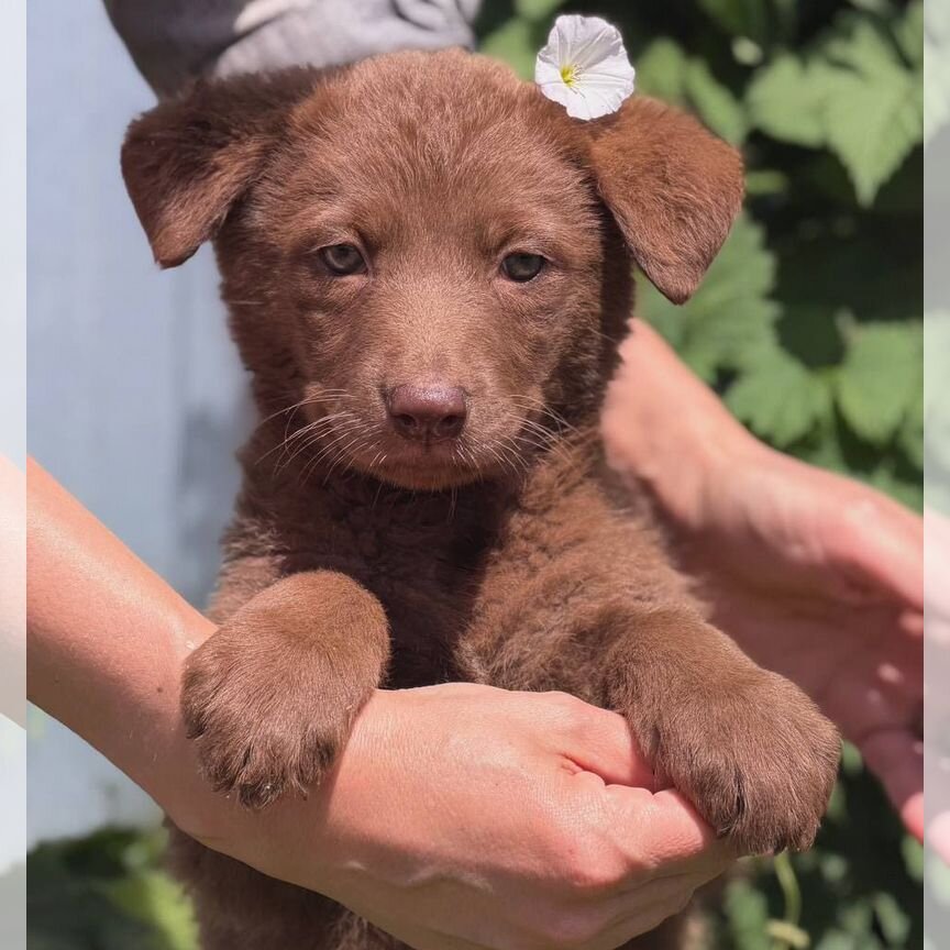 Щенок в добрые руки