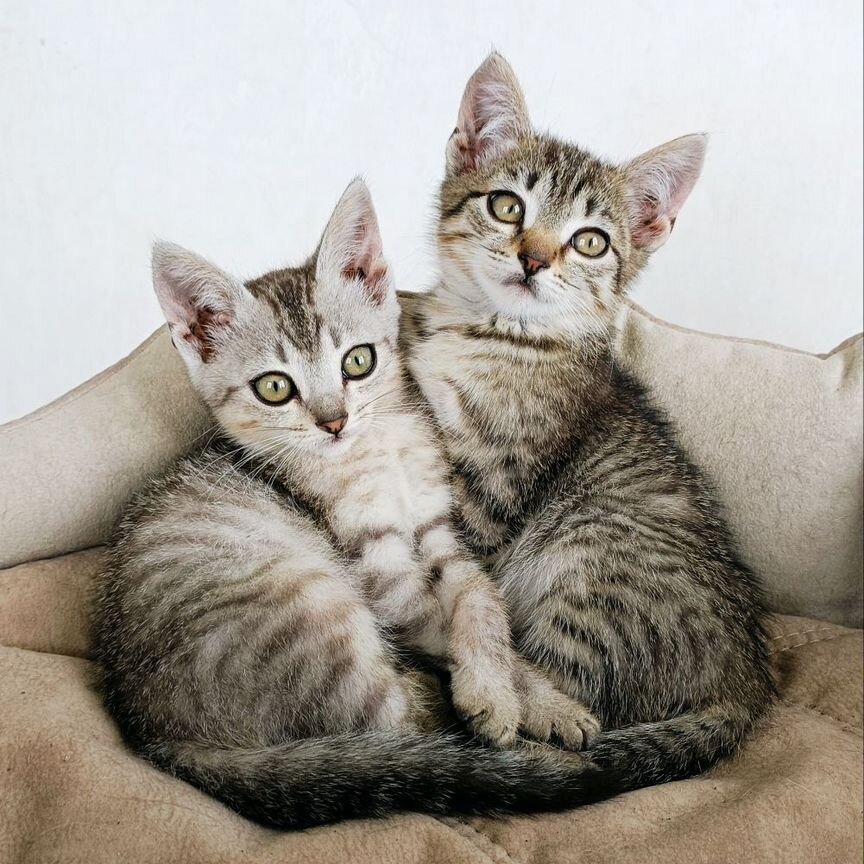 Котята 1,5 месяцев