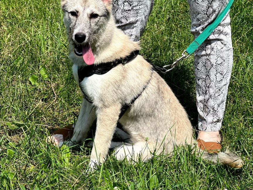 Собака в добрые руки щенок