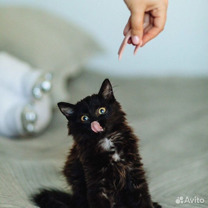 Пушистая забавная девочка 2 мес