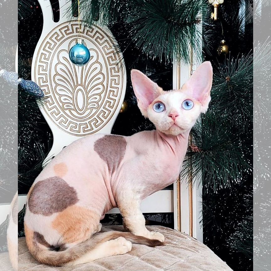 Девон-рекс котёнок