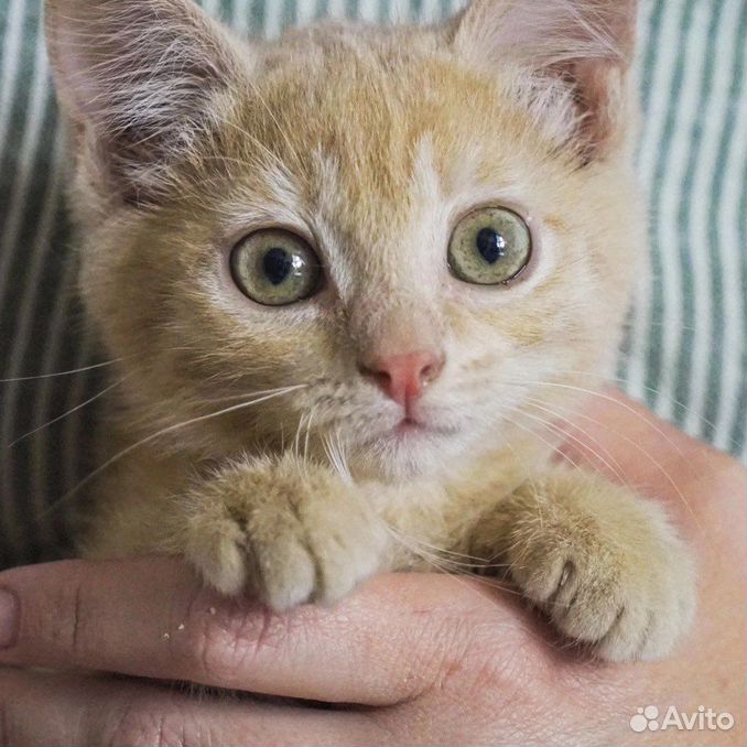 Рыжая девочка Ириска ищет дом