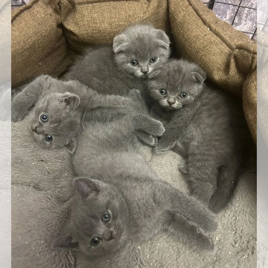 Британский короткошёрстный котёнок