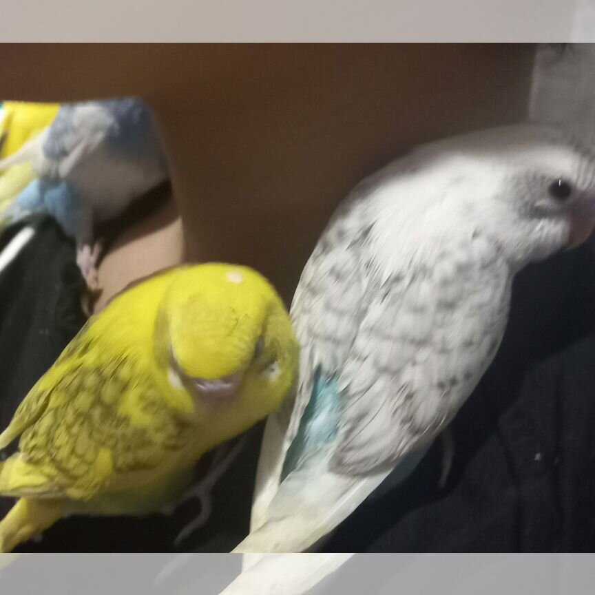 Птенцы волнистый попугай ручной