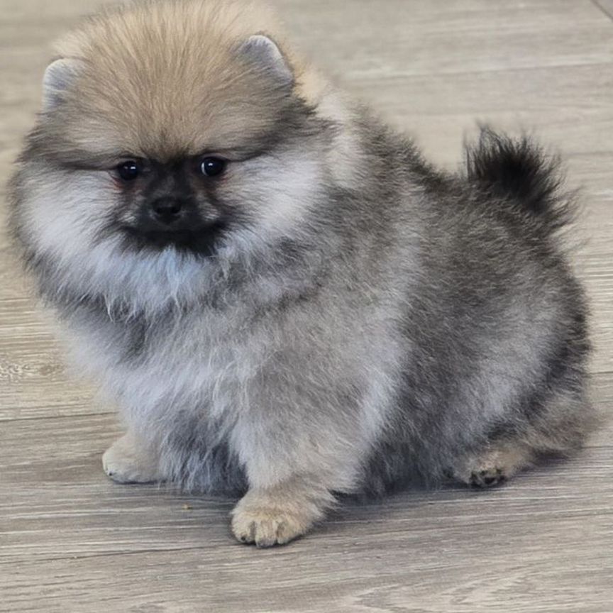 Померанский шпиц, щенок