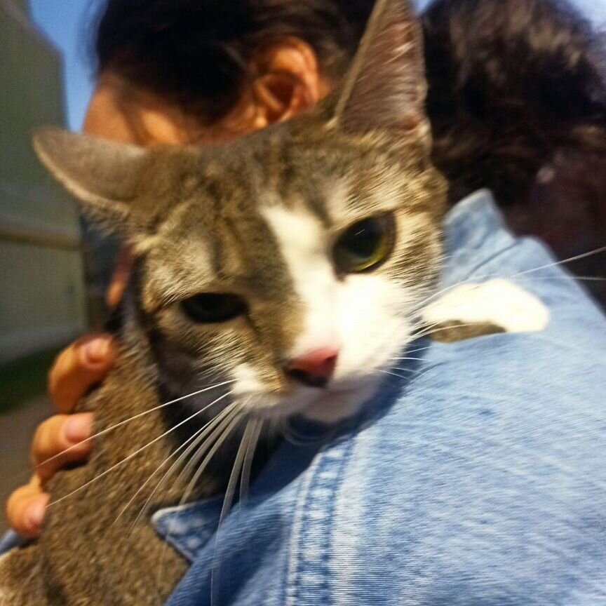 Кошечку выкинули