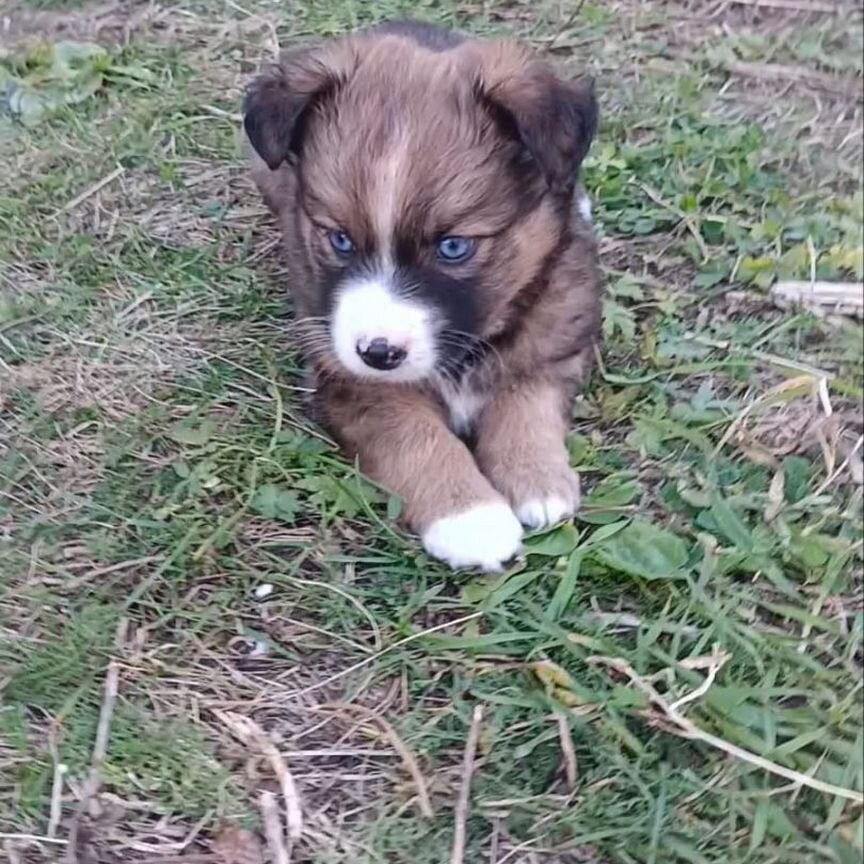 Щенок мальчик 1.5 месяца