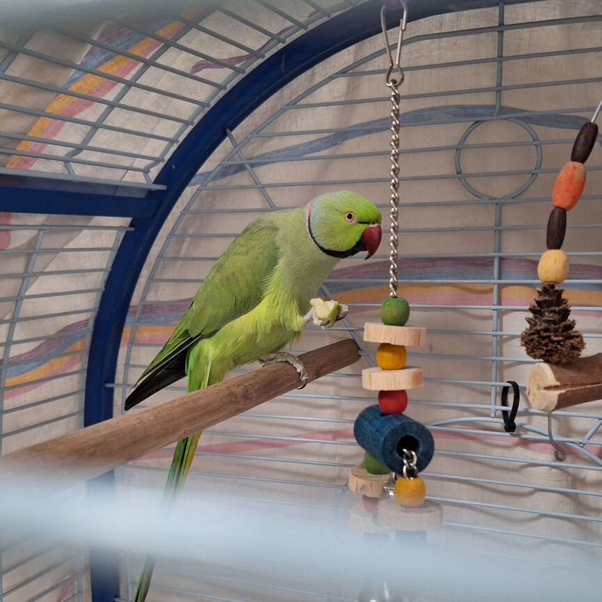 Индийский кольчатый попугай