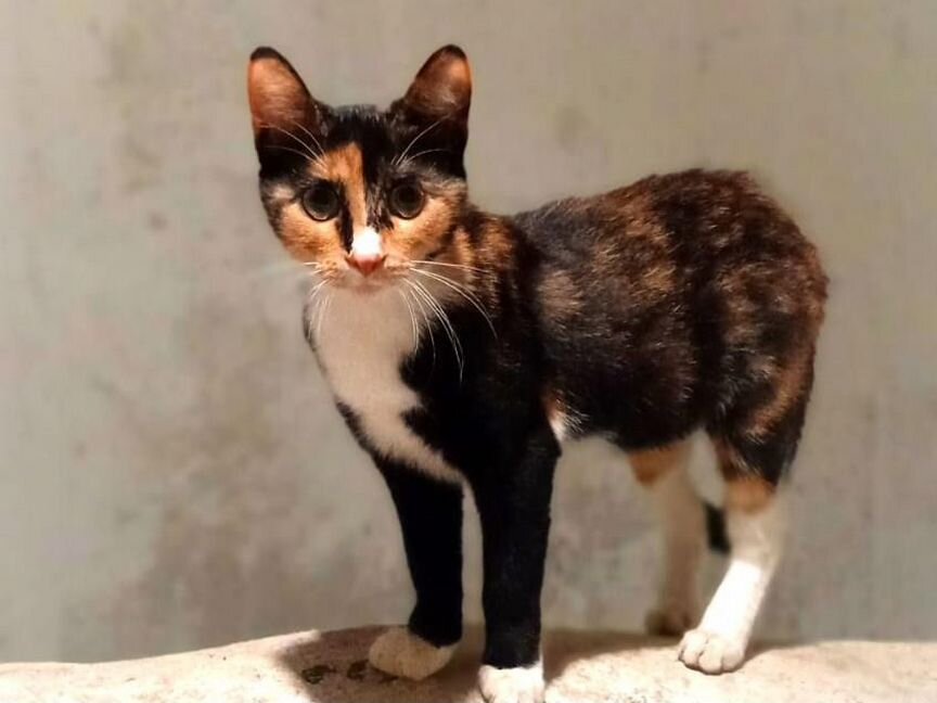 Котенок девочка ищет дом, спасите крошку
