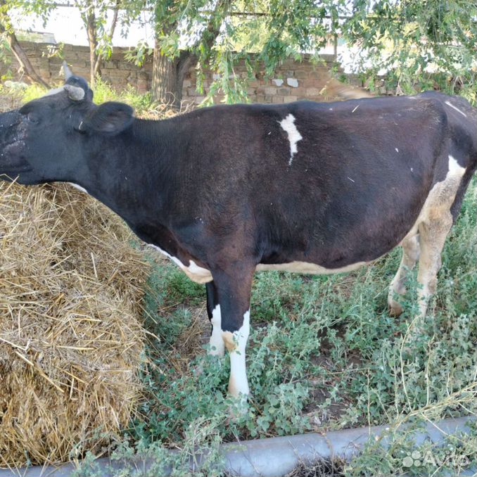 Корова стельная дойная