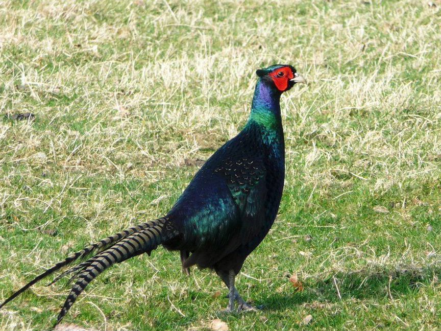 Фазан Румынский