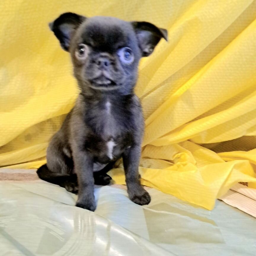 Голубые Щенки чихуахуа девочки