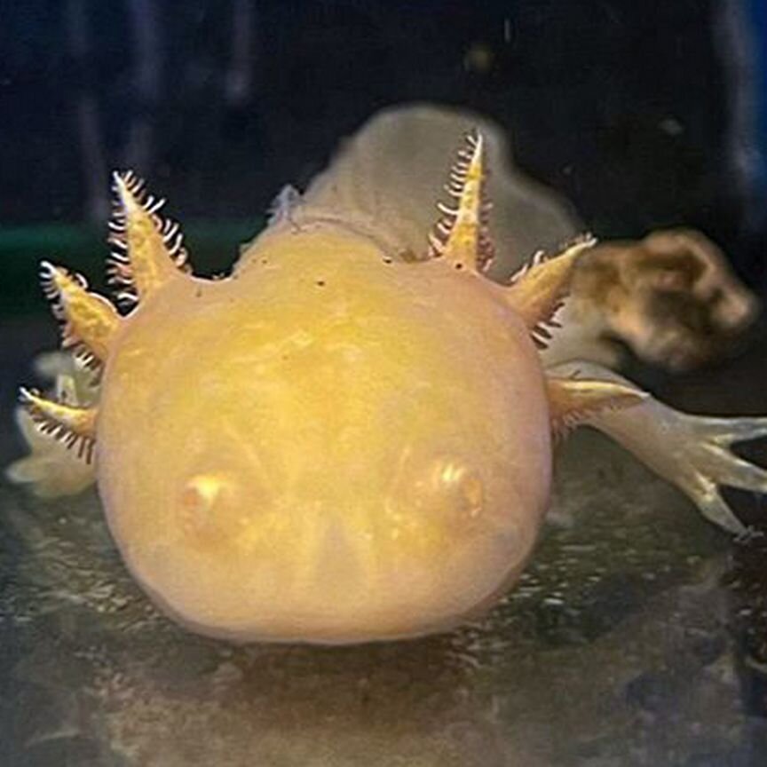 Аксик в аквариуме