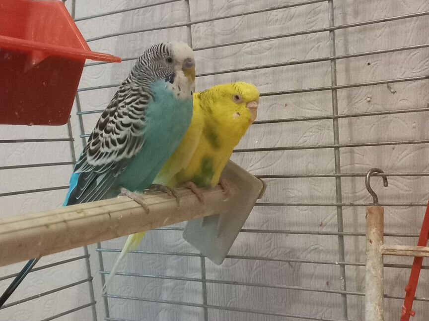 Попугаи волнистые