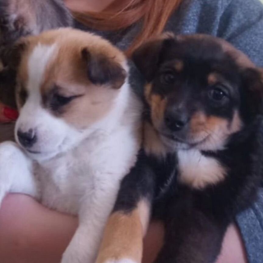 Щенки девочки бесплатно