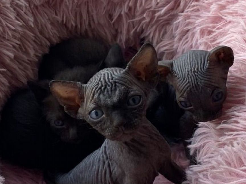 Котята сфинкс