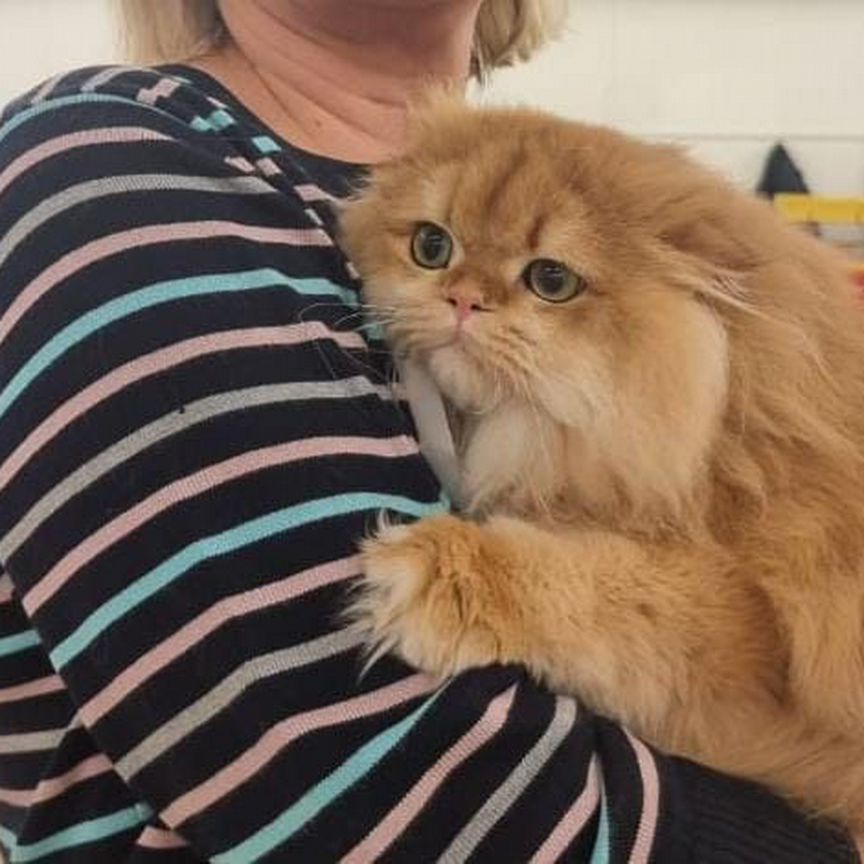 Кот британский длинношерстный шиншилла