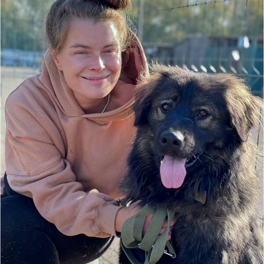 Большой пес медвеженок в добрые руки