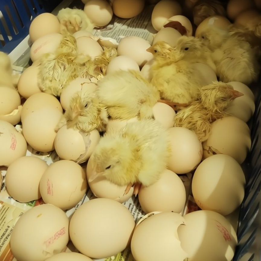 Инкубатор для яиц автоматический бу