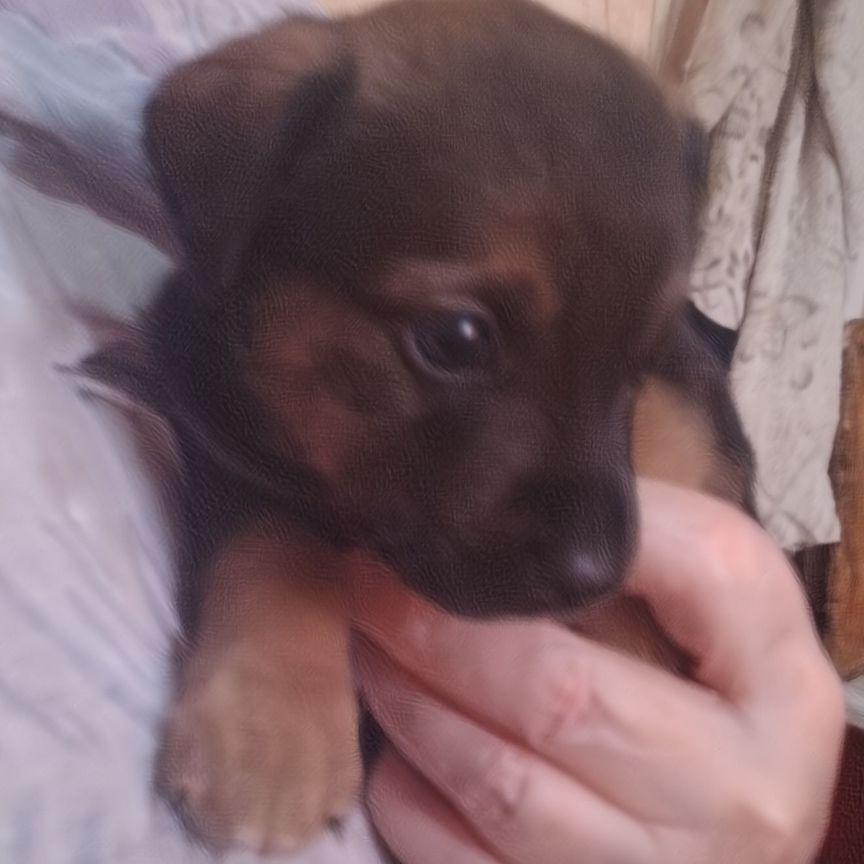 Такса, щенок