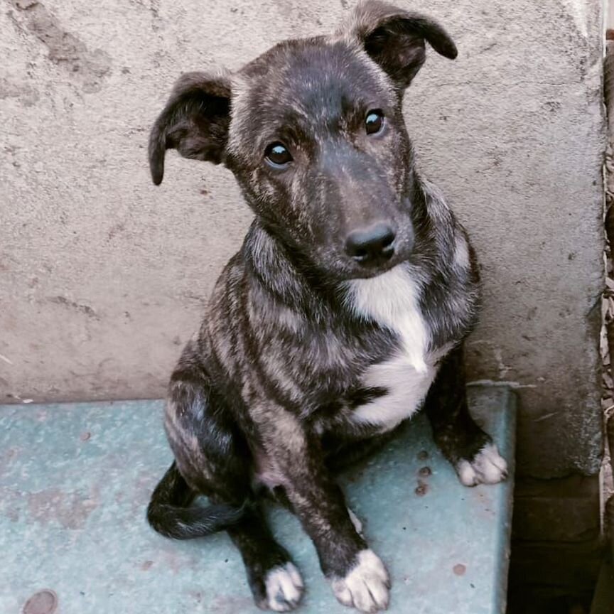 Щенок Барон в добрые руки