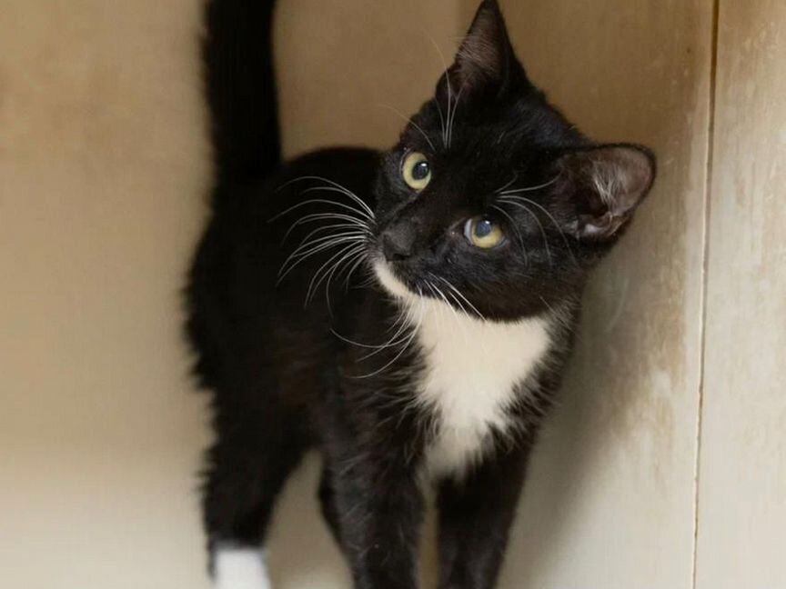 Котенок Пират