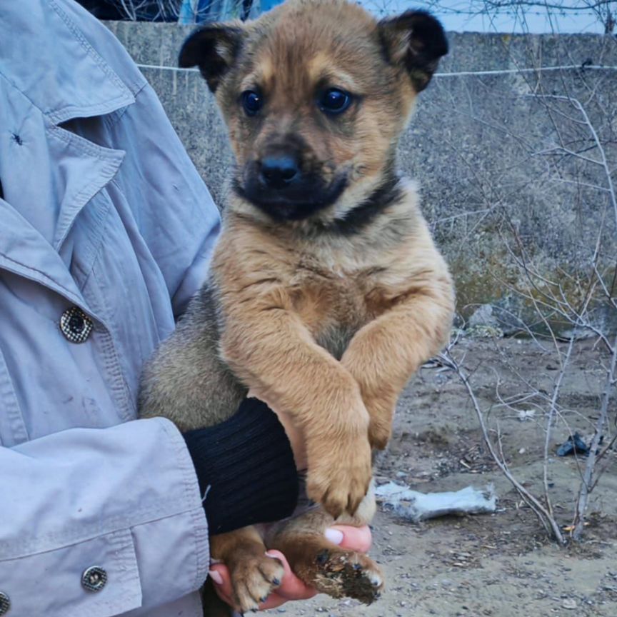 Отдаю маленького щенка