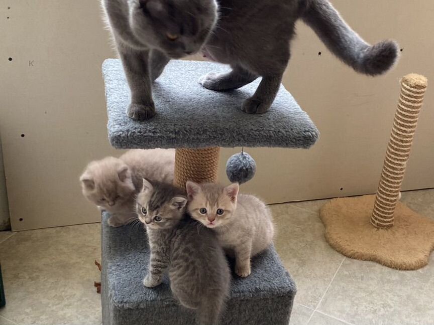 Шотландские прямоухие котята