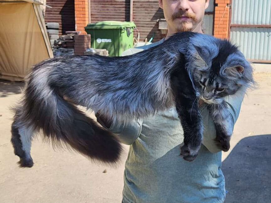 Кошка мейн-кун