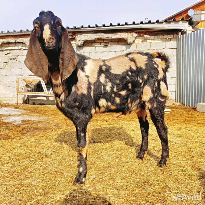 Козлы нубо/камори на покрытие