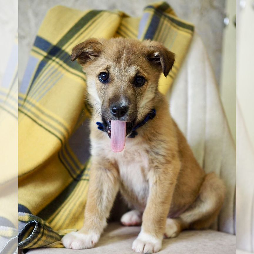 Щенок в добрые руки