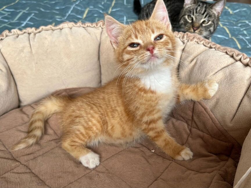 Рыжий карапуз ищет дом