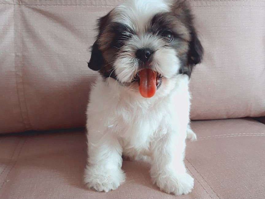 Породные малыши шит цу