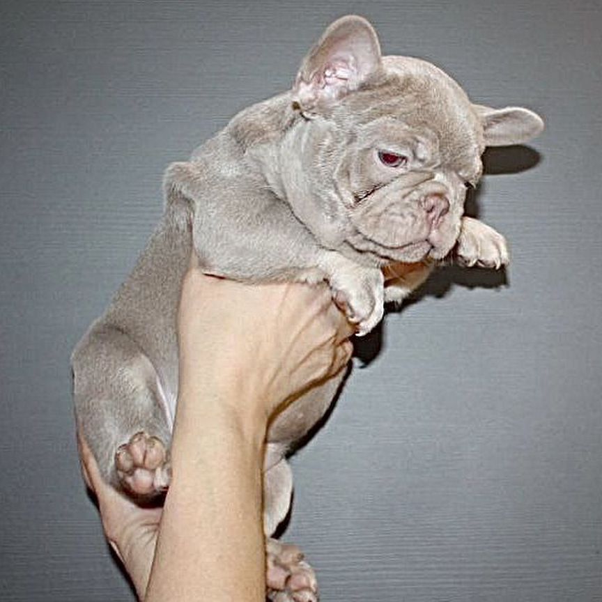 Французский бульдог, щенок