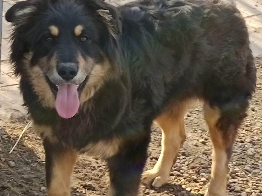 Собака в добрые руки отдам бесплатно